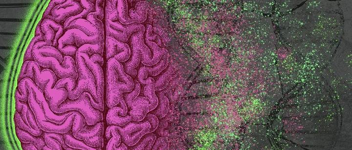 Commun. Biol. | BrainTACO: 一个可探索的多尺度多模态大脑转录组和连接性数据资源 - 知乎