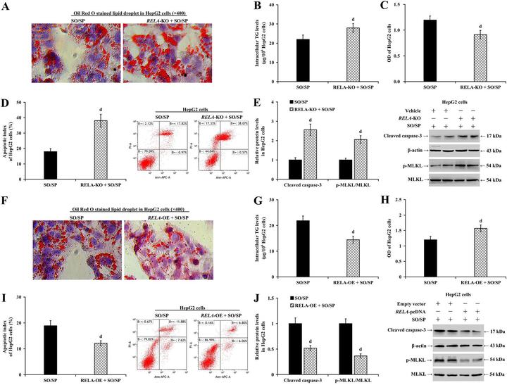 Cell Death Discovery（IF/6.1）：高脂细胞添加剂诱导肝细胞建立脂肪变性模型（脂质沉积与细胞损伤） - 知乎