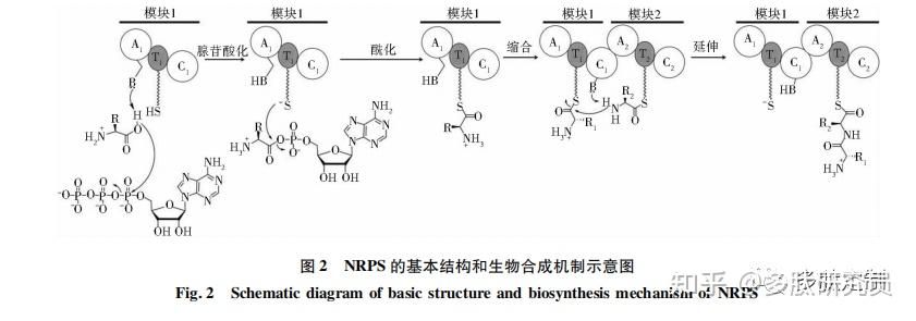 非核糖体肽的生物合成研究进展 - 知乎
