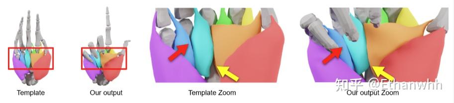 [论文解读] NIMBLE: A Non-rigid Hand Model with Bones and Muscles - 知乎