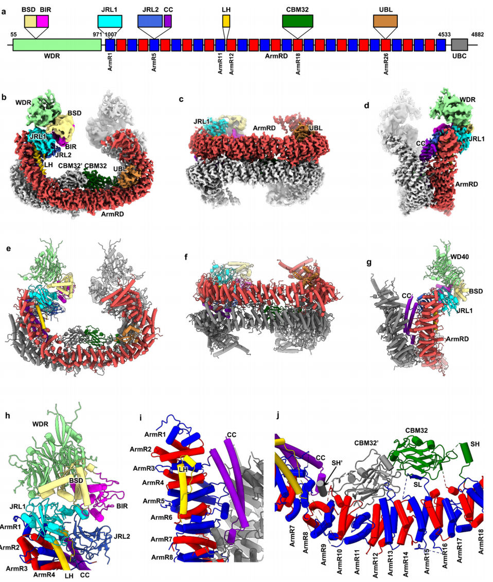 Nature Communications | BIRC6介导的细胞凋亡和自噬调控的分子机制 - 知乎