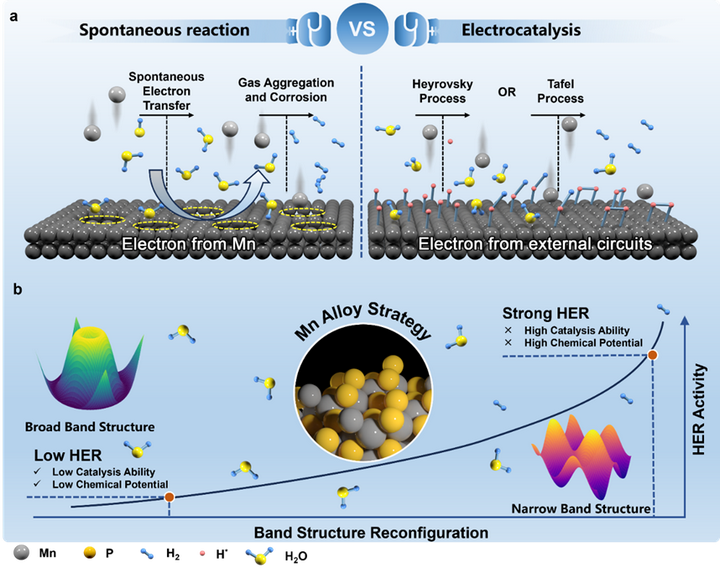 吉林大学杜菲课题组Angew. Chem. Int. Ed.：能带工程调控Mn-P合金实现抑制HER的水系锰离子电池 - 知乎