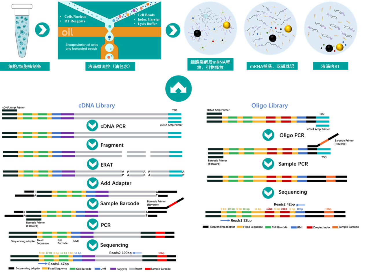 非因生物多组学新成员 — DNBelab C系列 scRNA-seq - 知乎