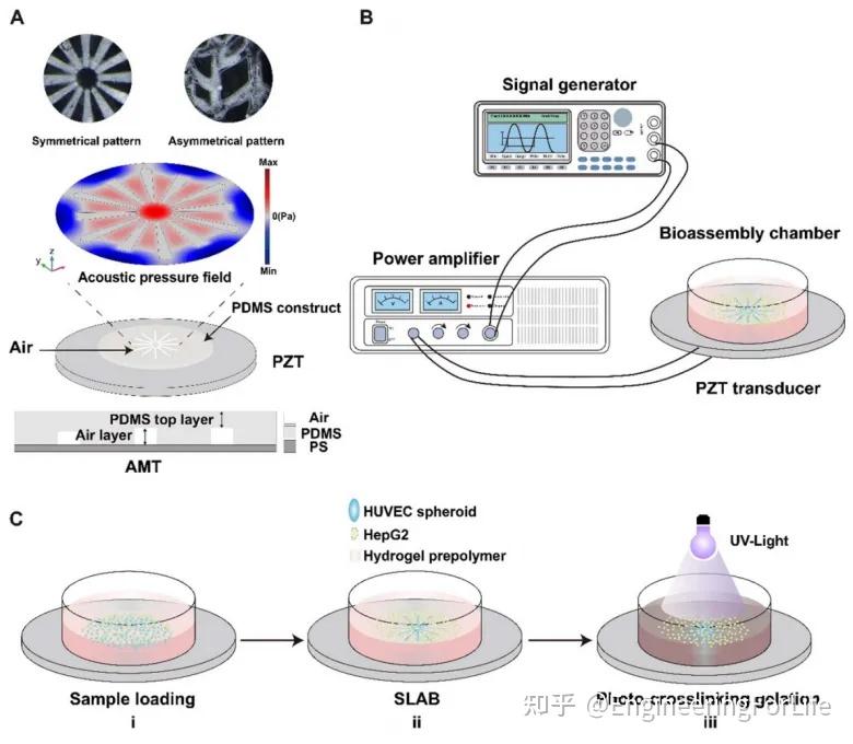 武汉大学陈璞教授《Biofabrication》：用于任意图案化声学生物组装的软光刻定义模板 - 知乎