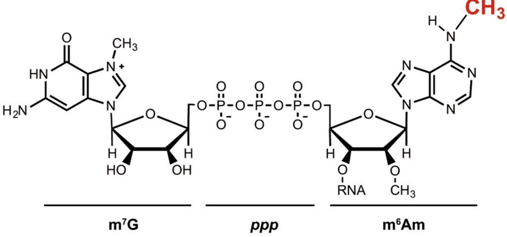 Cell Research | 伊成器组鉴定新型RNA修饰m6Am甲基转移酶 - 知乎