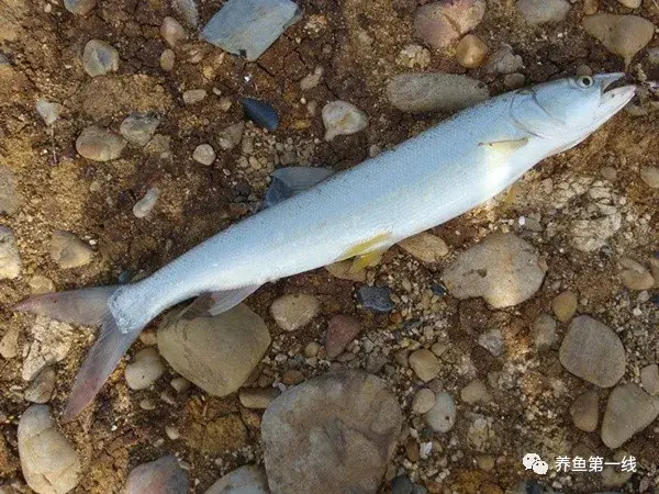 鲤科雅罗鱼亚科7种：丁鱥（丁桂）、赤眼鳟、鳡鱼、鯮鱼、鳤鱼、赤梢鱼、拟赤梢鱼 - 知乎