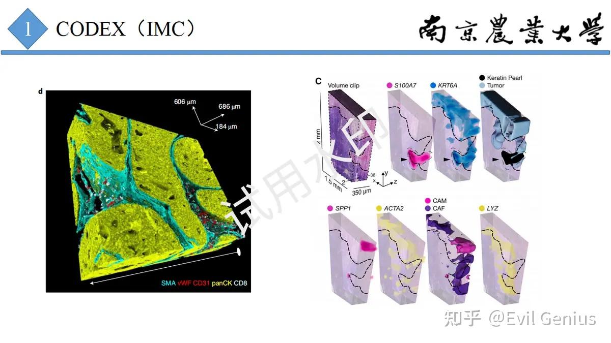 第26课PPT--CODEX（IMC、mIHC）基础分析梳理 - 知乎