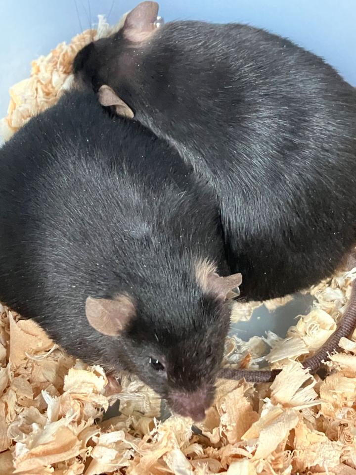 BKS-dbdb(二型糖尿病小鼠模型） - 知乎