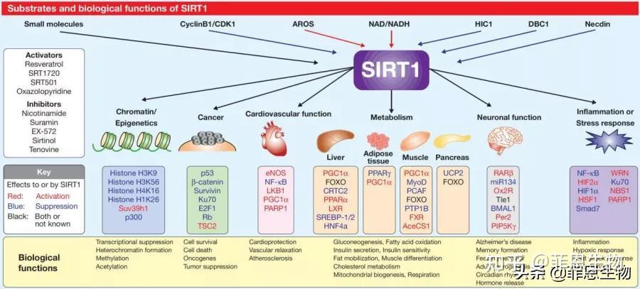 【技术分享】Sirt1靶点检测详解 - 知乎
