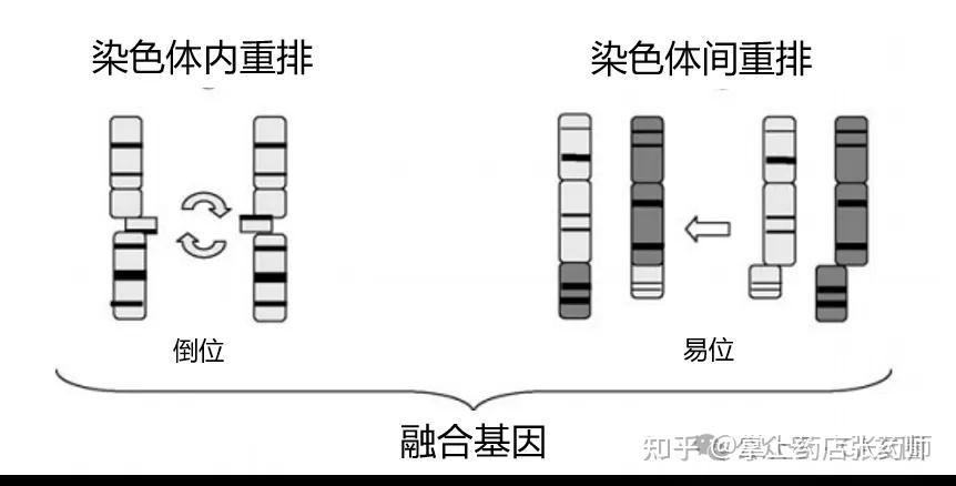 甲状腺癌与RET基因关系：RET信号转导通路、RET重排与PTC、RET基因突变与MTC、RET基因突变位点危险度分层 - 知乎