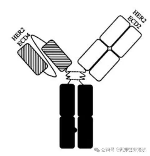 细数硝烟四起的双抗ADC赛道 - 知乎