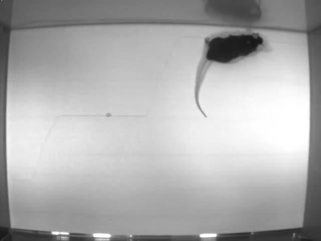 AI动物姿态追踪——DeepLabCut - 知乎