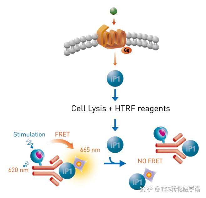 收藏！一文搞清各式各样的「TR-FRET」实验 - 知乎