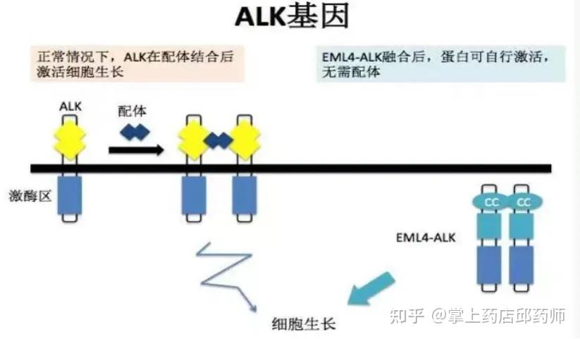 深入解析！ALK基因突变类型、哪些患者需要做alk基因检测、检测方法、哪些患者容易检测、临床推荐路径等 - 知乎
