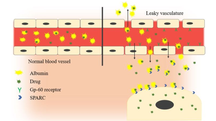 OVA-PEG-CY7 卵清蛋白-聚乙二醇-CY7 - 知乎