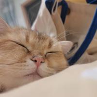 [轨迹预测]PiP: Planning-Informed Trajectory Prediction for Autonomous ...