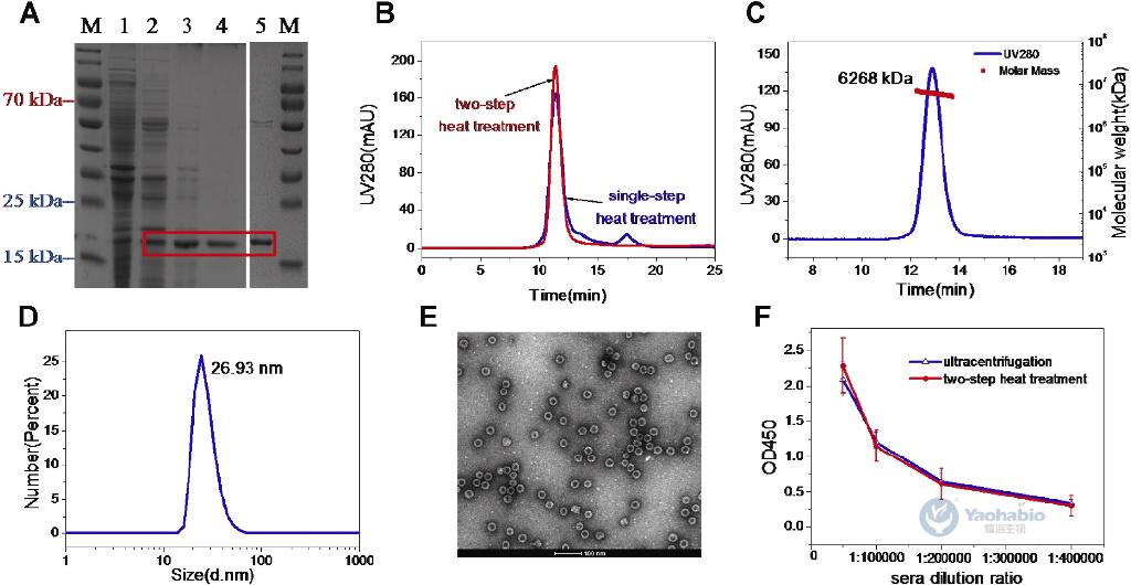 耀文宝典 | 系统走进病毒样颗粒的纯化 - 知乎