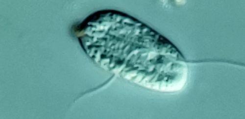 【古菌域全系列14】隐藻界Cryptista：隐于世间而影响世界 - 知乎