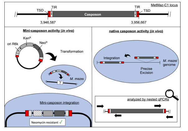Casposon真有体内活性 - 知乎