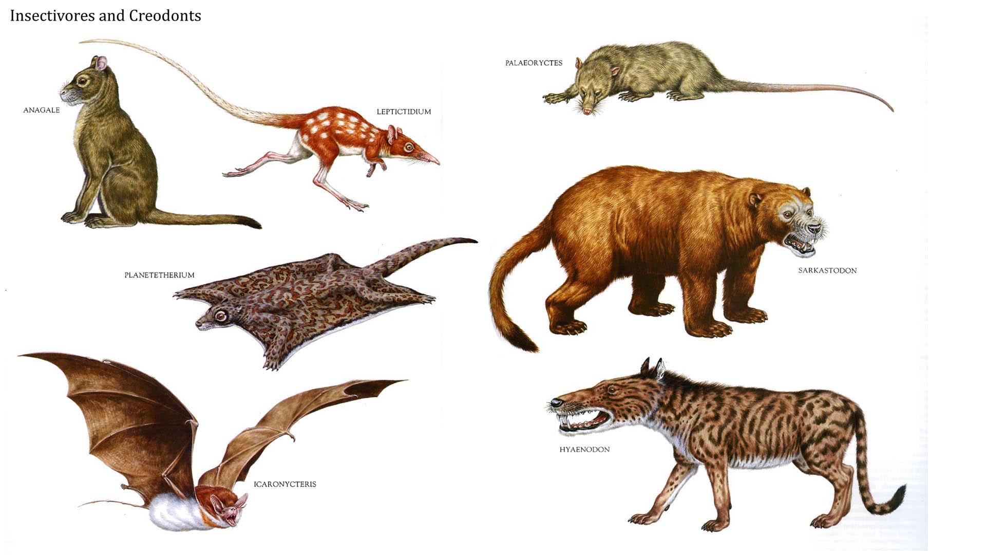 侧膜兽科是些什么动物？ - 知乎