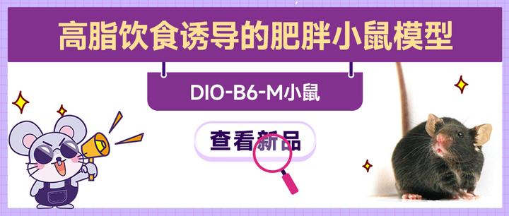 揭开小胖鼠的秘密——DIO-B6-M小鼠 - 知乎