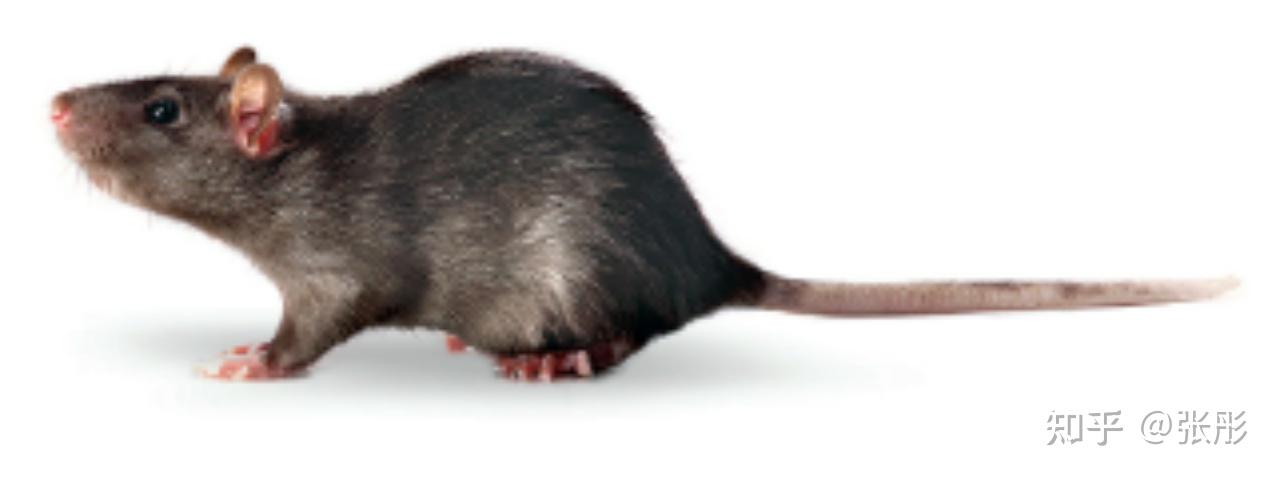 BN大鼠｜Brown Norway Rats百科资料 - 知乎