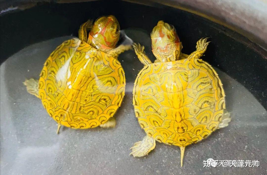 另类龟宠|浅谈变异巴西龟（多图长文） - 知乎