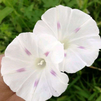 MATLAB+CVX+MOSEK - 知乎