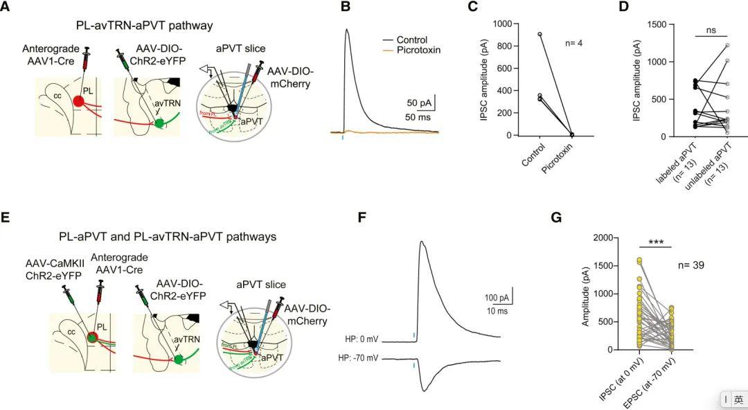 Neuron: 这条“高级”神经环路与动机行为有关 - 知乎