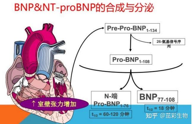 N端前脑钠素(NT-proBNP)|ELISA指标 - 知乎