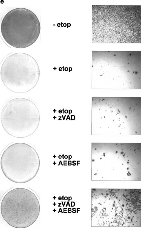 AEBSF（DFP,PMSF无毒替代物） - 知乎