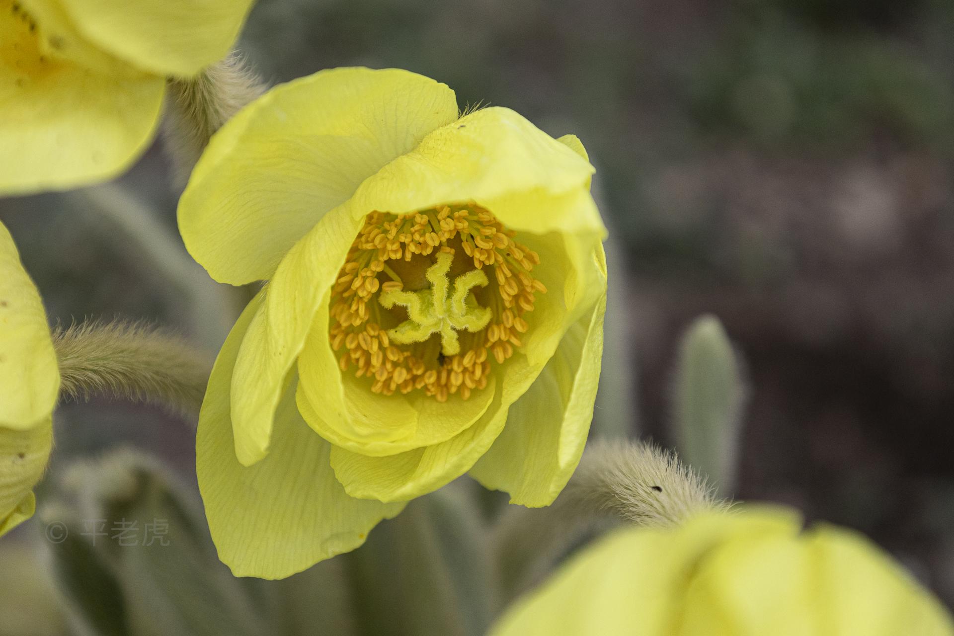 纯拍照 微单佳能 r8 r62选哪个? - 知乎