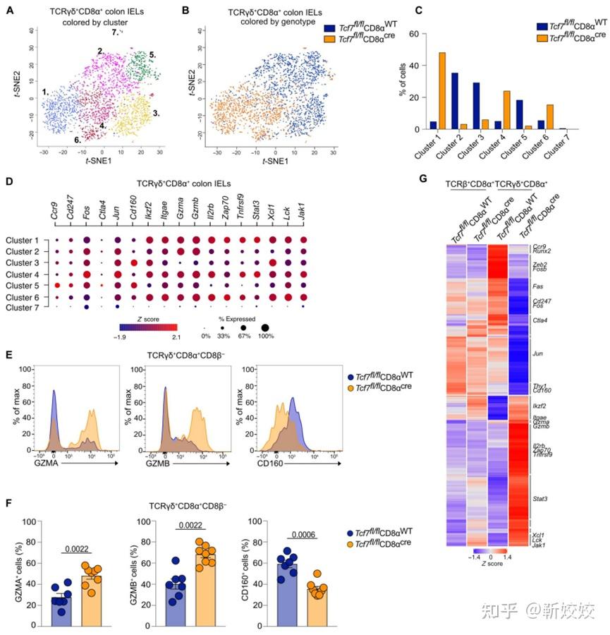 Sci Immunol | 流式细胞术+单细胞测序+多重荧光免疫组化多组学联用发现上皮内淋巴细胞（IEL）抗肿瘤反应潜在靶点 - 知乎