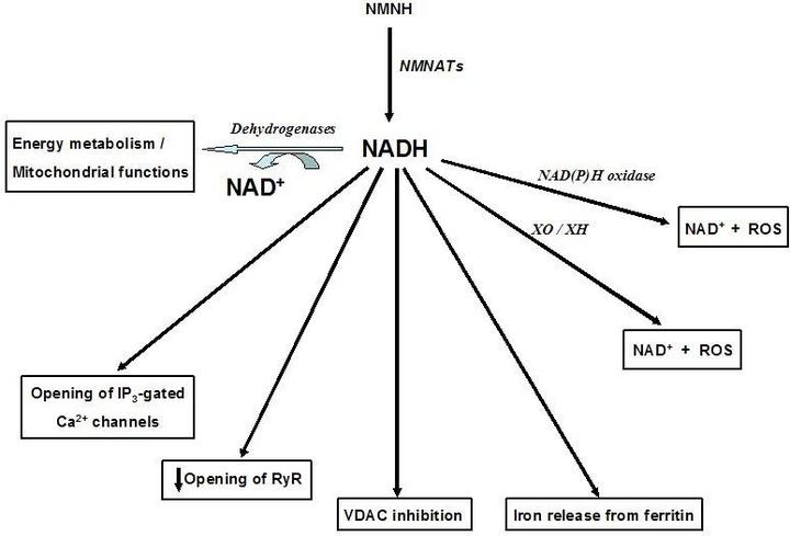 我们的细胞藏着何种秘密？科学揭示NAD+和NADH的力量 - 知乎
