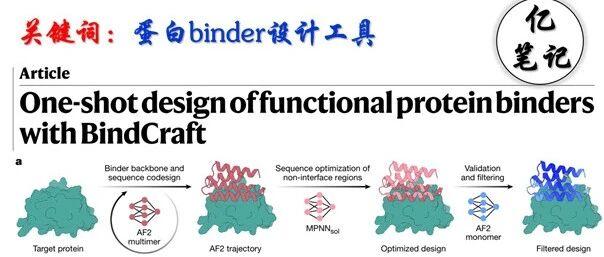 蛋白设计工具BindCraft用于蛋白binder从头生成 - 知乎