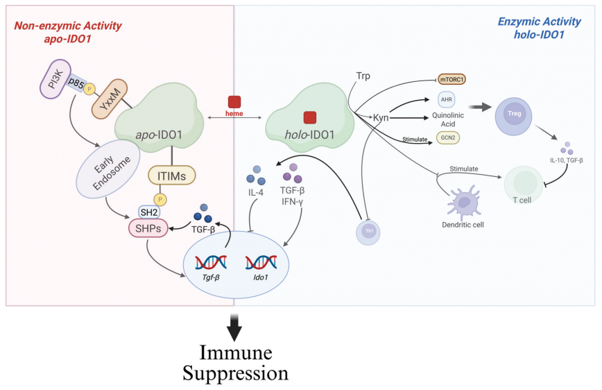 IDO1 抑制剂的最新进展 - 知乎