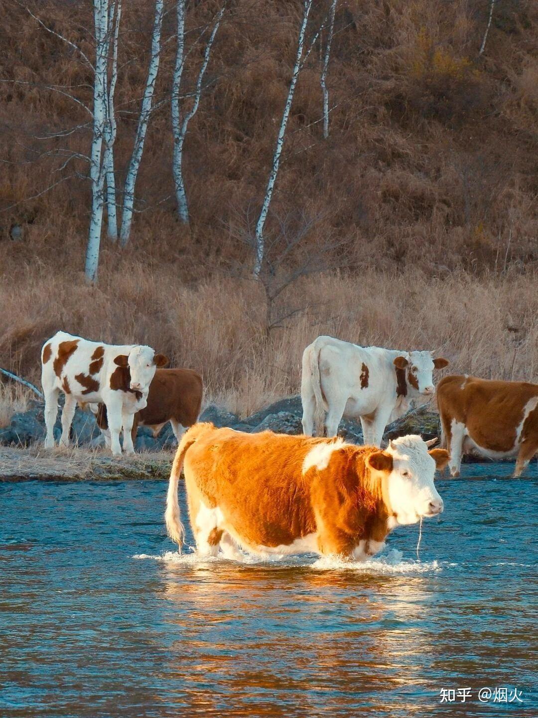 Te-ni和Te-si的本质区别是什么? - 知乎