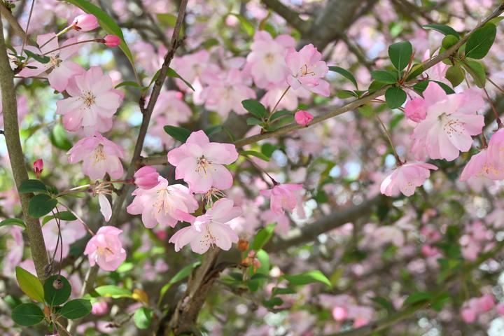 用OSSD拿下UCL录取？上海国际学校学生专访来了！ - 知乎