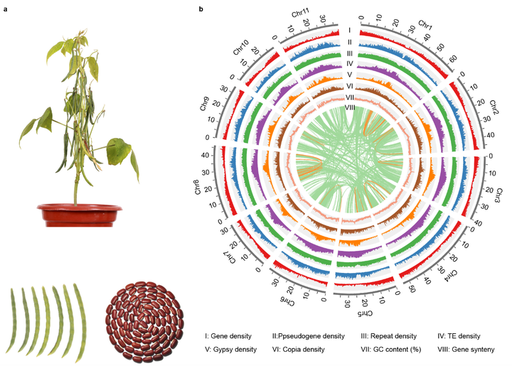 Nature Commun | 中国农科院作科所牵头完成饭豆高质量基因组及性状遗传解析 - 知乎