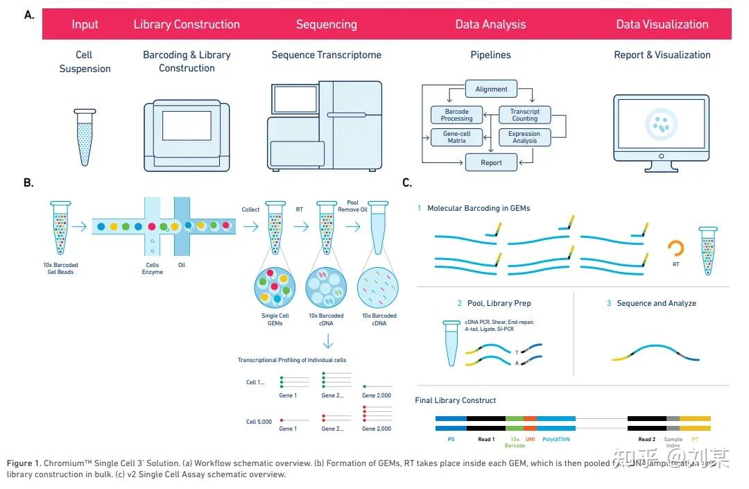 10X genomics单细胞转录组分析流程 - 知乎