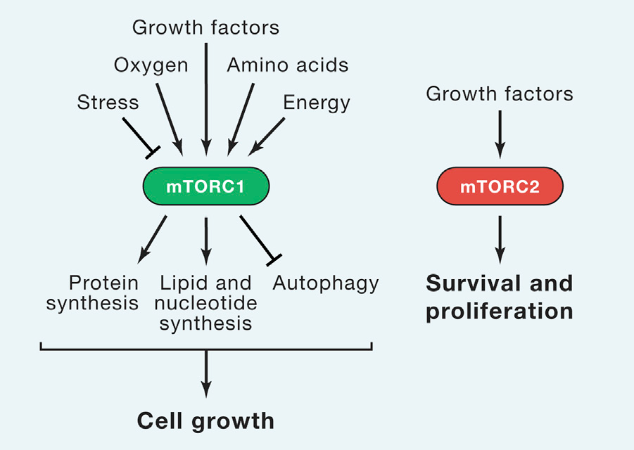 干货 | 揭开mTOR神秘面纱 - 知乎