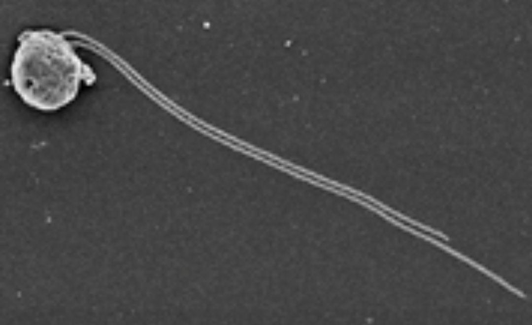 【古菌域全系列14】隐藻界Cryptista：隐于世间而影响世界 - 知乎