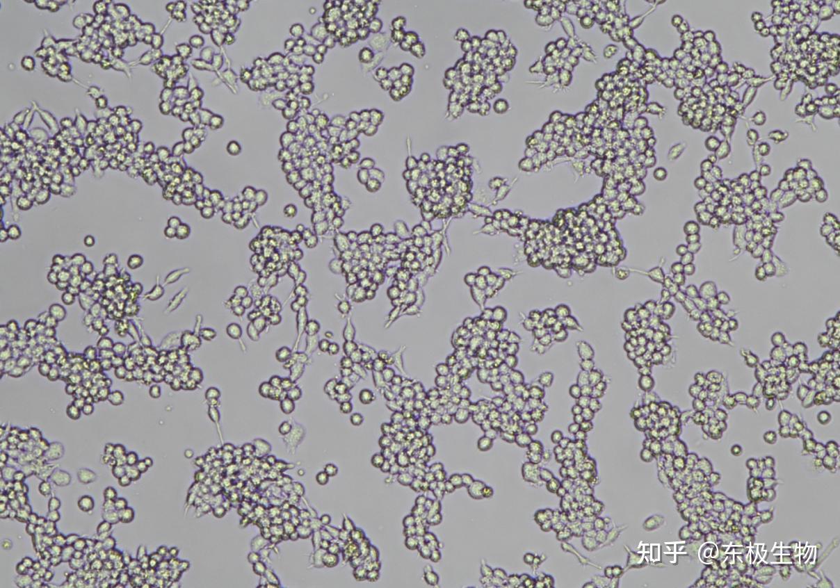 巨噬细胞介绍以及M1/M2极化实验 - 知乎