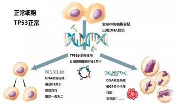 TP53基因突变与药物（一） - 知乎