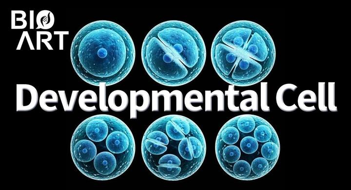 Dev Cell | 首次在体内揭示细胞与细胞间建立新连接的分子机制 - 知乎