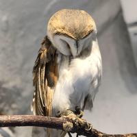 F.affine_grid和F.grid_sample - 知乎