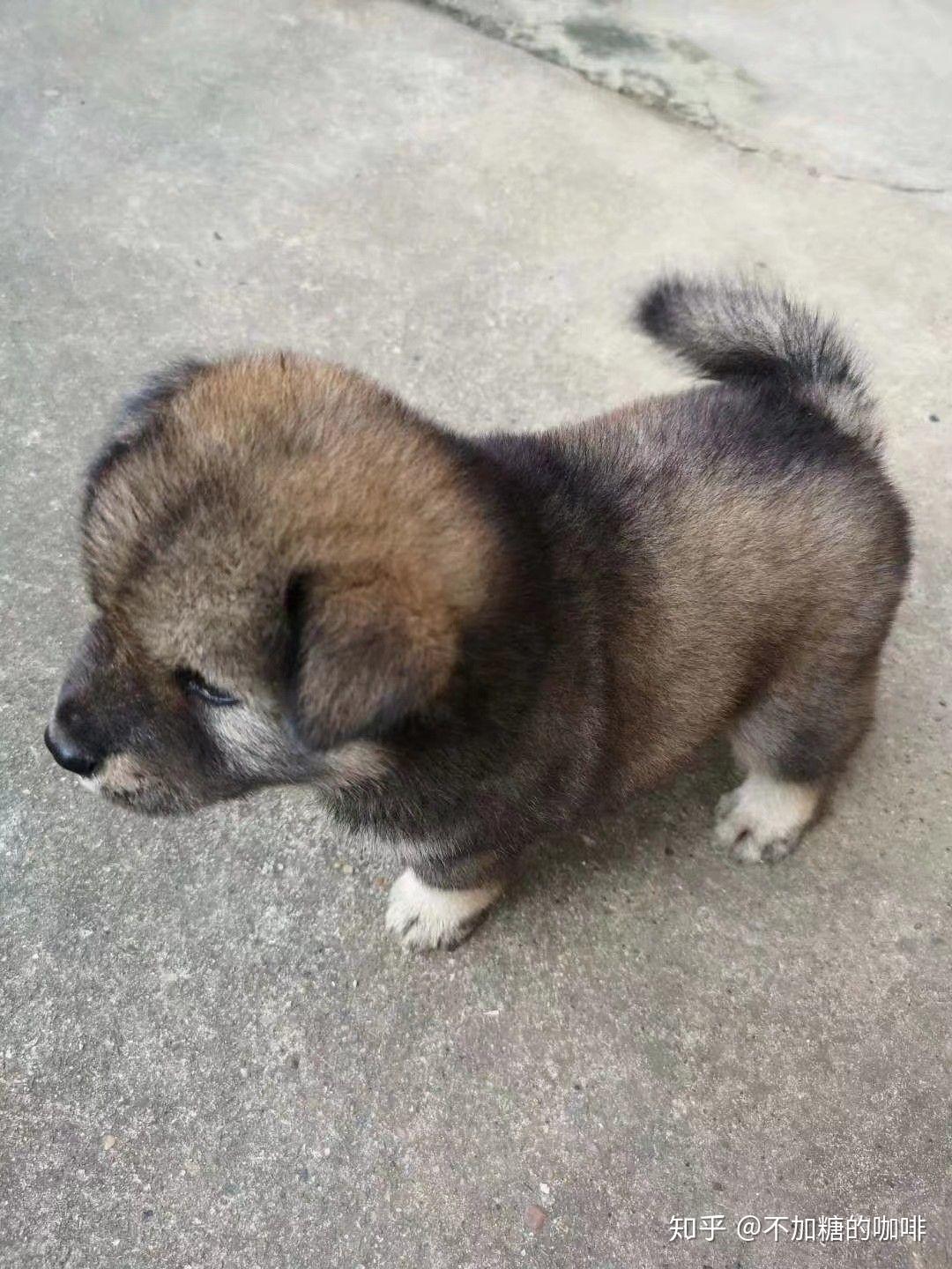 求问这只中华田园土狗子是什么串串? - 知乎