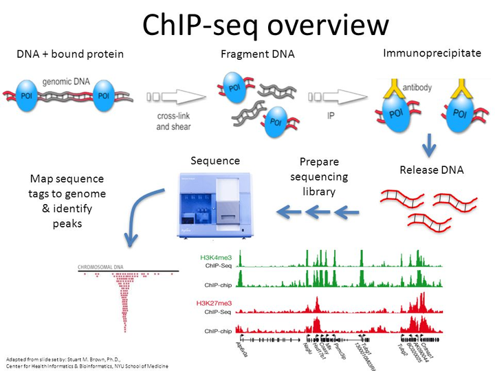 掰扯一下染色质免疫共沉淀ChIP-seq 和交联免疫沉淀CLIP-seq ，简单易懂 - 知乎