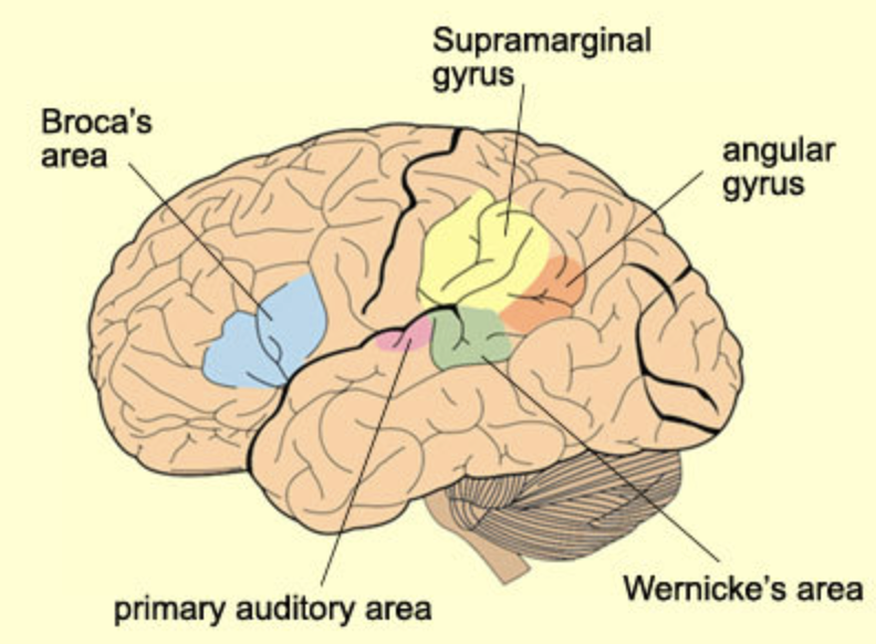 脑中的内部语言（inner speech）是怎么回事？可不可以不用人和语言做为载体？ - 知乎