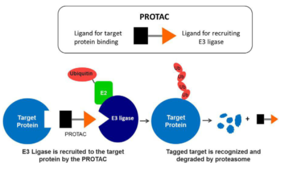 PAC的 PROTAC-linker偶联物/靶蛋白配体-Linker-E3 配体 - 知乎